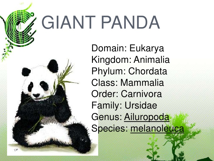 ENDANGERED PANDA at emaze Presentation