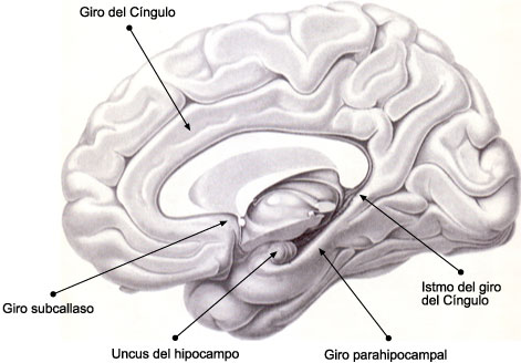 NEUROANATOMÍA DE LA at emaze Presentation
