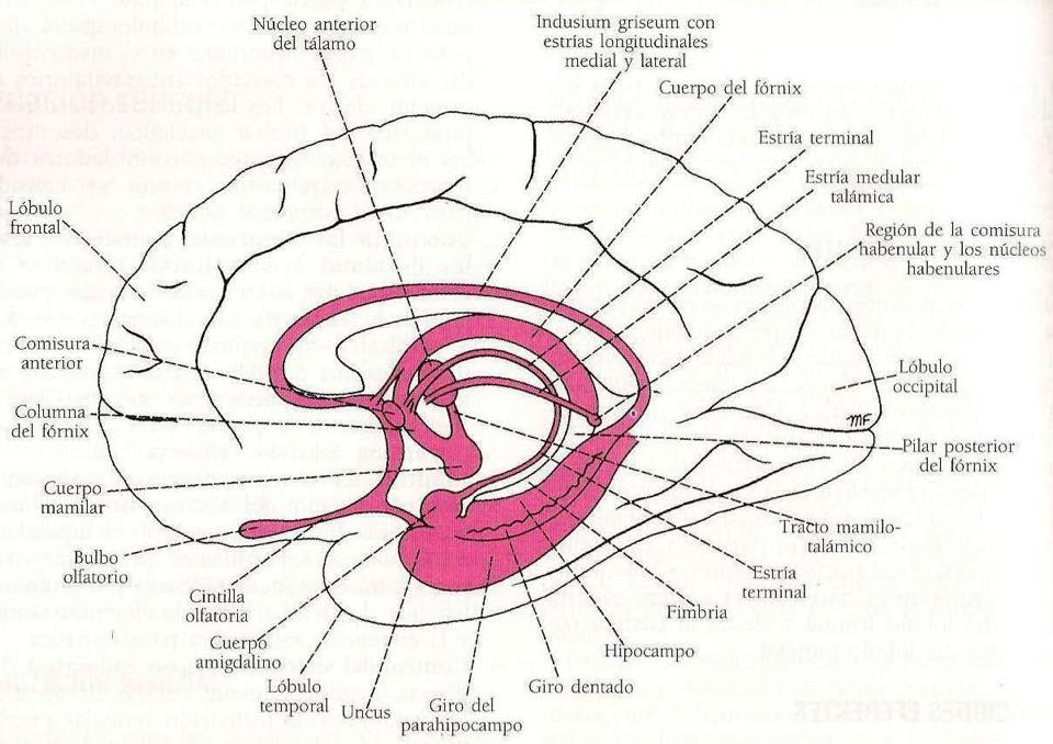 NEUROANATOMÍA DE LA at emaze Presentation