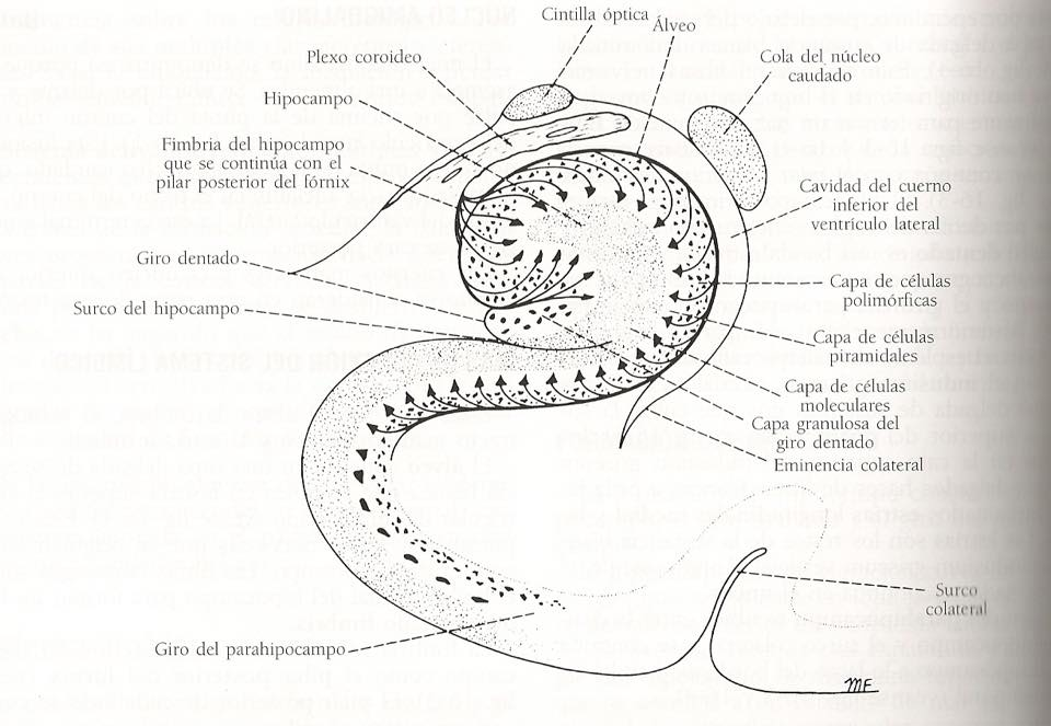 NEUROANATOMÍA DE LA at emaze Presentation