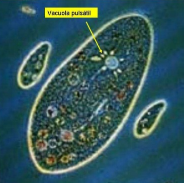 Las vacuolas cumplen at emaze Presentation