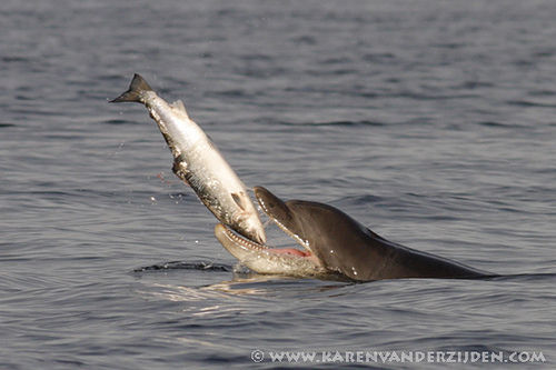 Irrawaddy Dolphin's on emaze
