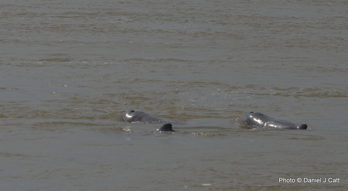 Irrawaddy Dolphin's on emaze