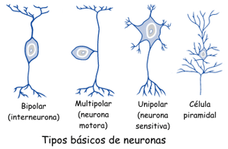 Interneuronas; Neuronas Intercaladas