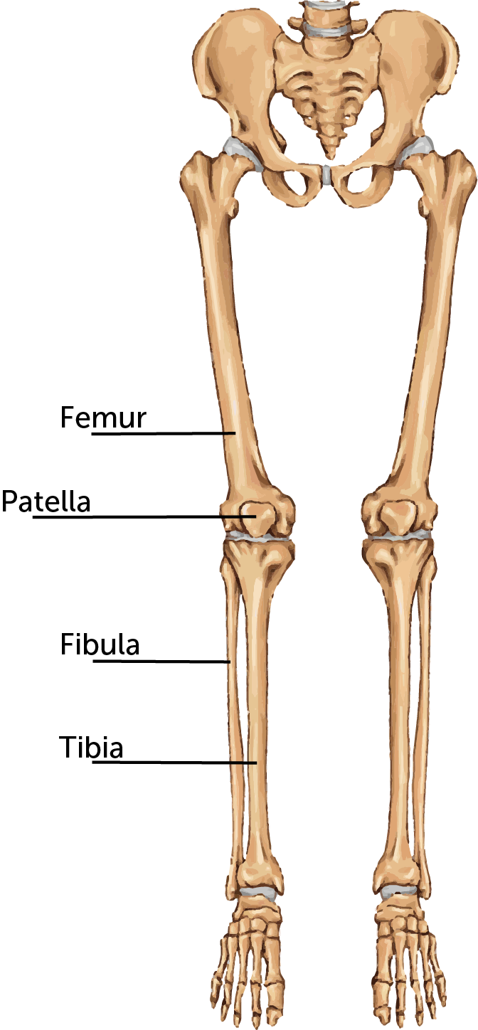 18 Beautiful Leg Bones Labeled