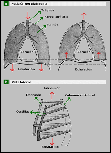 Fisiologia respiratoria on emaze