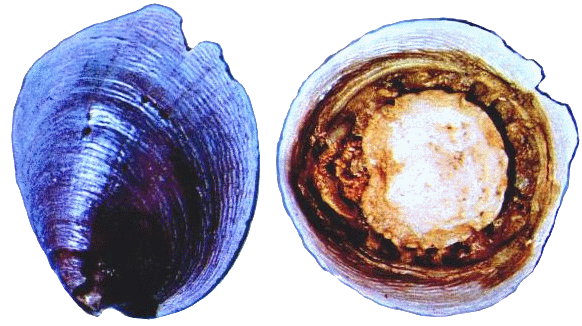 molluscs on emaze