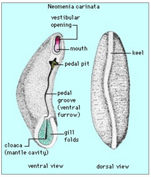 molluscs at emaze Presentation