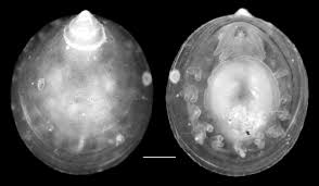 molluscs at emaze Presentation