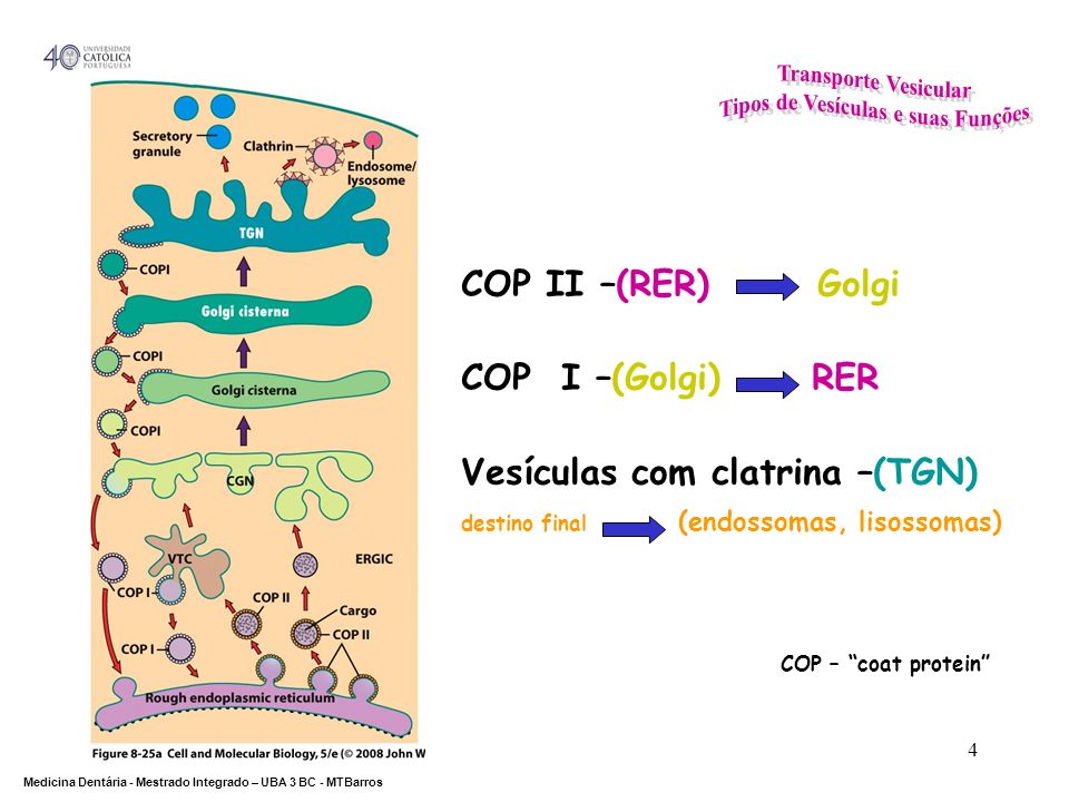 SISTEMAS ENDOMEMBRANOSO at emaze Presentation