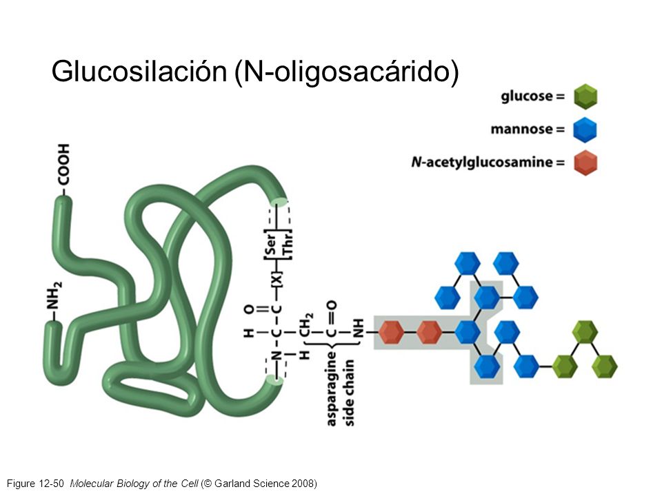 SISTEMAS ENDOMEMBRANOSO on emaze