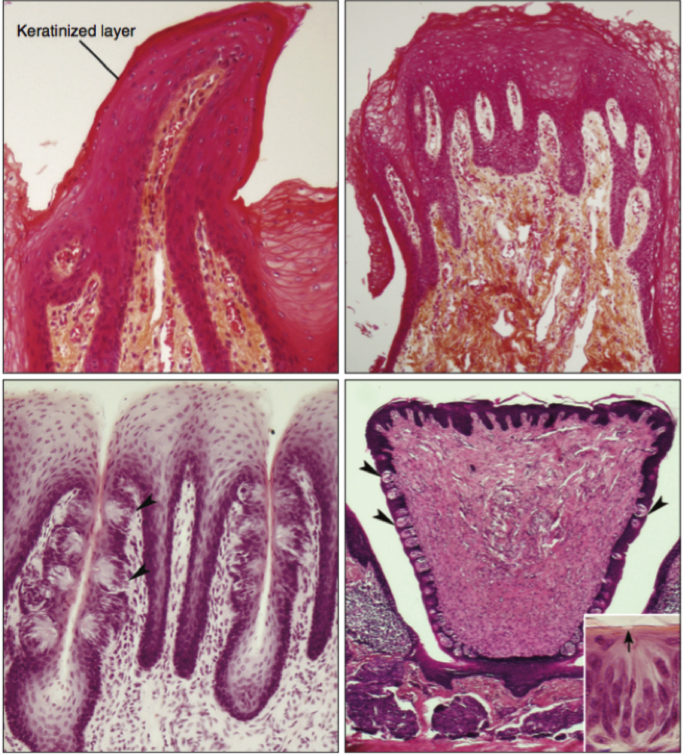 MUCOSA ORAL on emaze