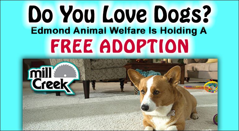 Adopt a dog at emaze Presentation