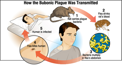 The Bubonic Plague at emaze Presentation