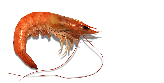 fauna marina on emaze