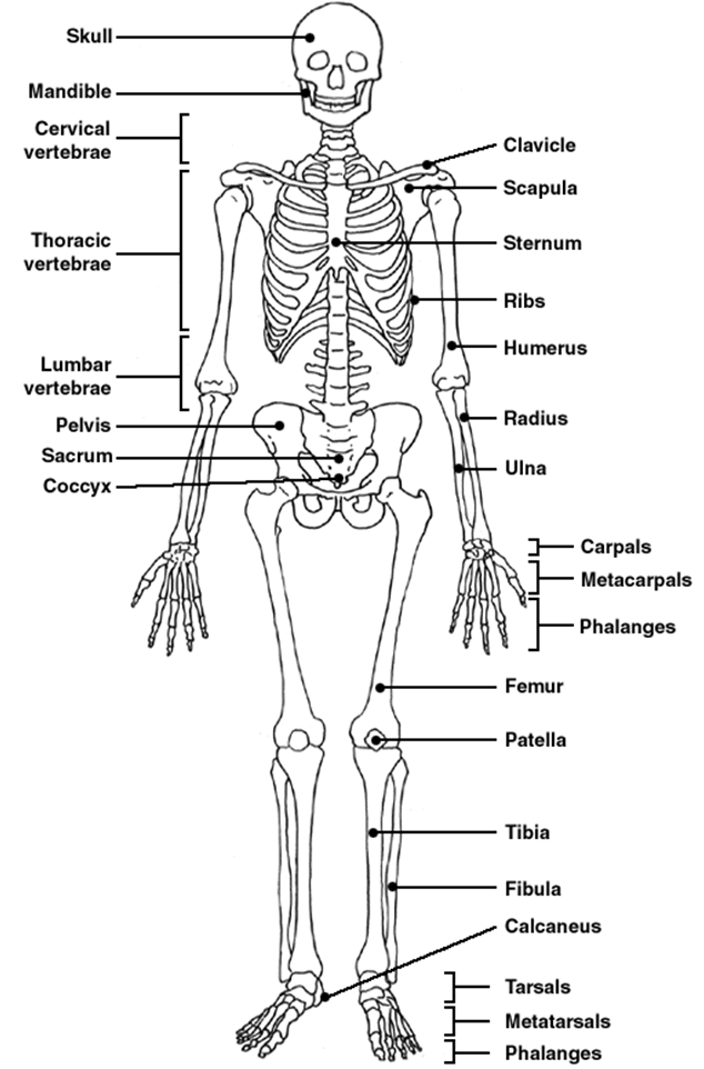 body-systems-copy1-on-emaze