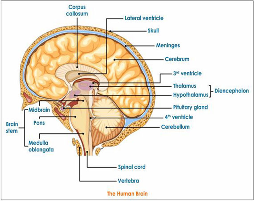 BRAIN-CONTROL AND COORDINATION.pptx on emaze