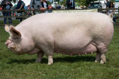 Enviropig™.pptx at emaze Presentation