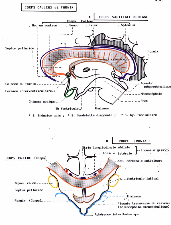 Agénésie du corps calleux on emaze