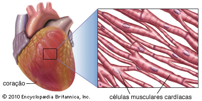 Músculo Cardíaco on emaze