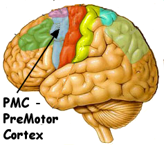 lobulo frontal on emaze