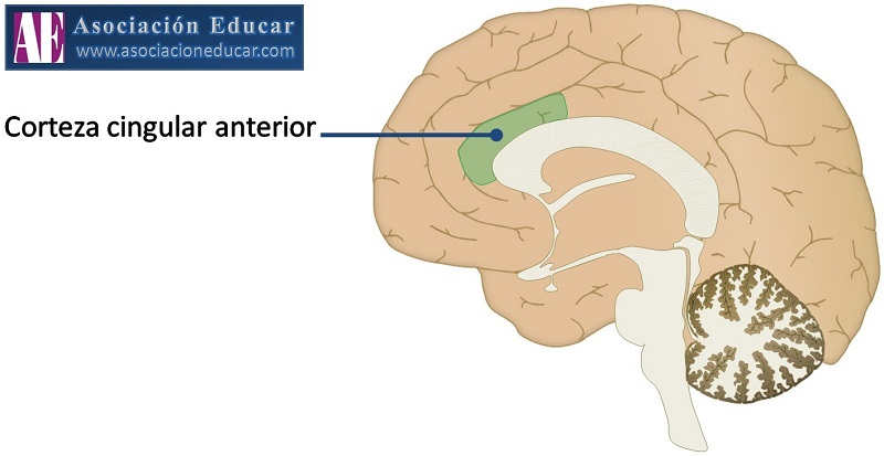 lobulo frontal on emaze