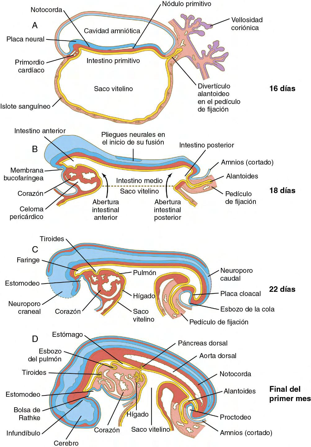 ORGANIZACIÓN DEL PLAN CORPORAL BÁSICO DEL EMBRIÓN on emaze