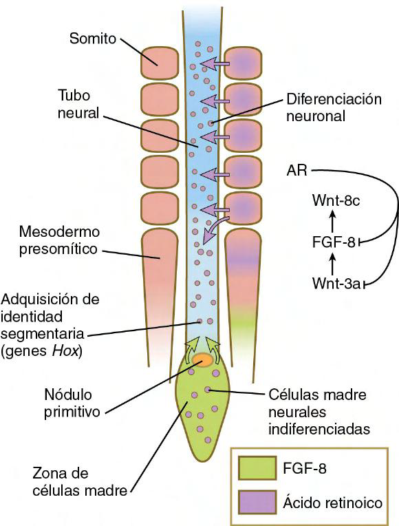 ORGANIZACIÓN DEL PLAN CORPORAL BÁSICO DEL EMBRIÓN on emaze