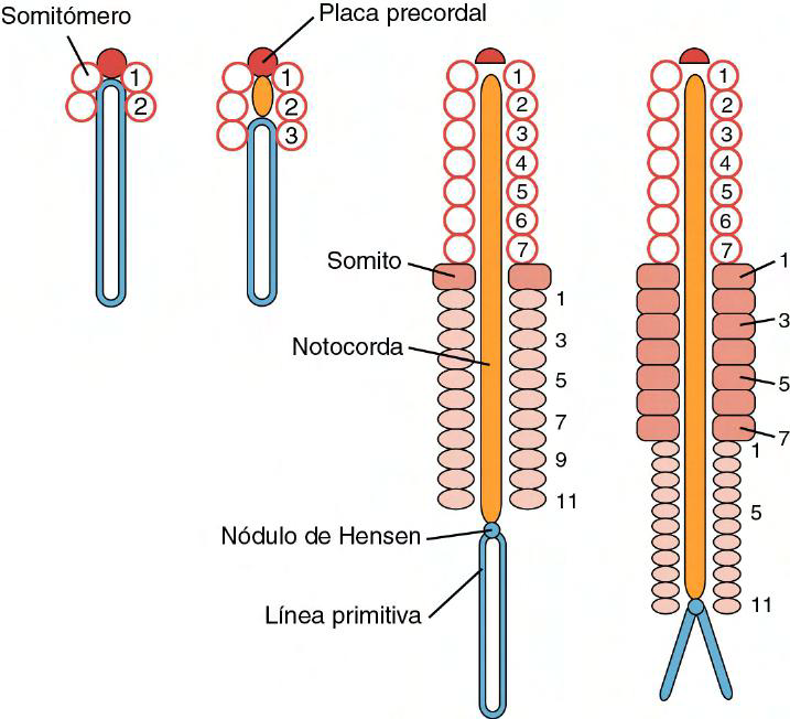 ORGANIZACIÓN DEL PLAN CORPORAL BÁSICO DEL EMBRIÓN on emaze