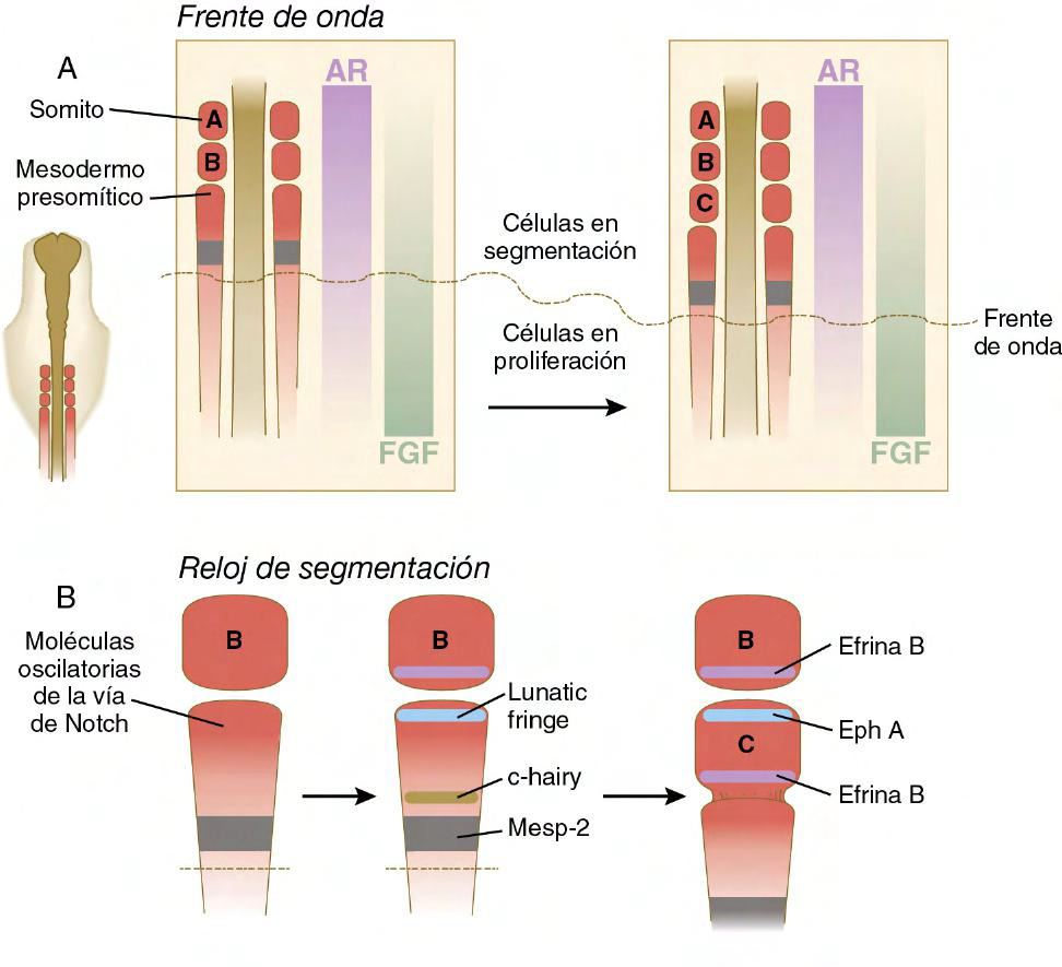 ORGANIZACIÓN DEL PLAN CORPORAL BÁSICO DEL EMBRIÓN on emaze