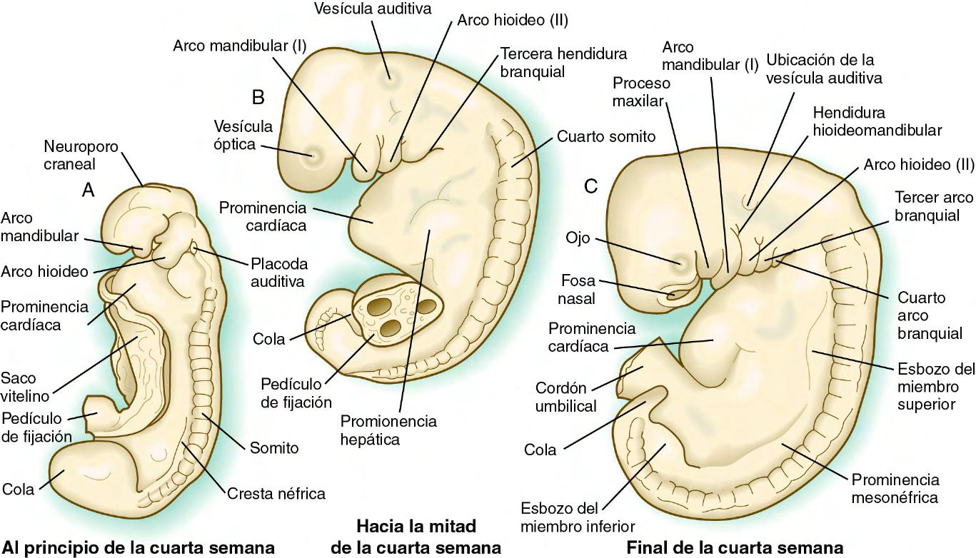 ORGANIZACIÓN DEL PLAN CORPORAL BÁSICO DEL EMBRIÓN on emaze