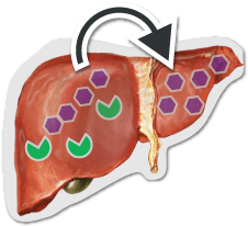 Glucógeno en Hígado on emaze
