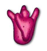 ORGANELLER at emaze Presentation