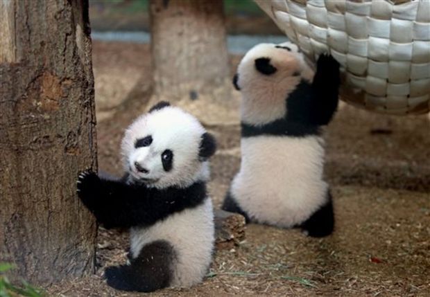 Baby Pandas at emaze Presentation