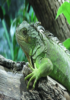 Regiones de Queretaro on emaze