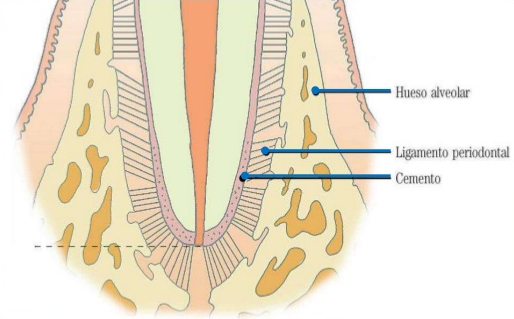 Periodonto: Lig. periodontal on emaze