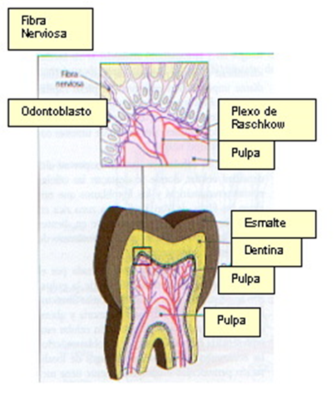 Periodonto: Lig. periodontal on emaze