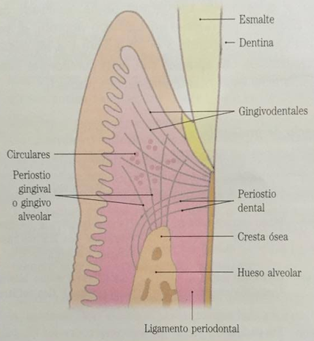 Periodonto: Lig. periodontal on emaze
