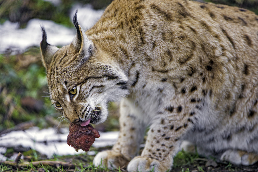 Luchs at emaze Presentation