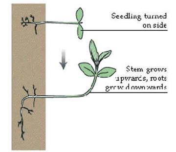 Geotropism In Plants