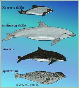 la evolución de los animales on emaze