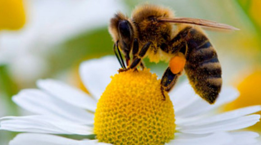 ape at emaze Presentation