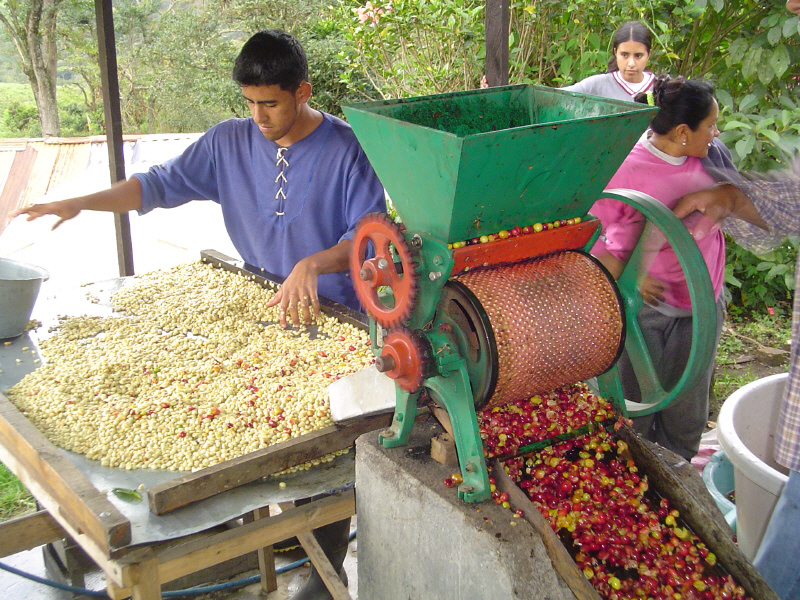 PROCESO PRODUCTIVO CAFÉ on emaze