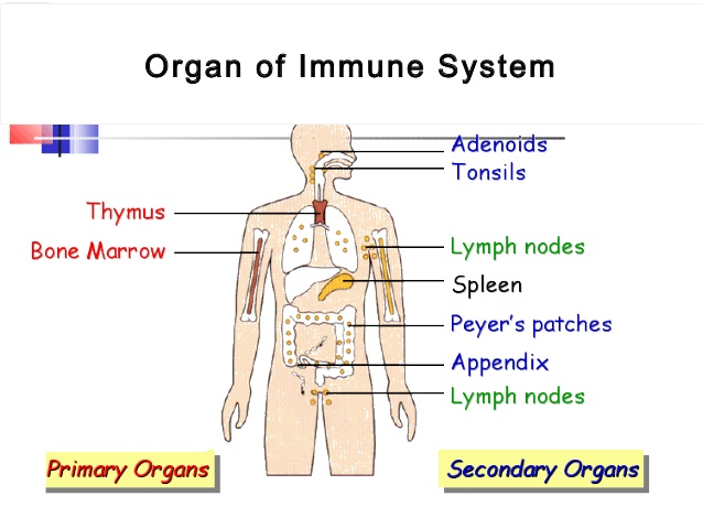 immune system copy1 at emaze Presentation