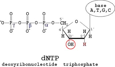 PCR כיתה יא on emaze