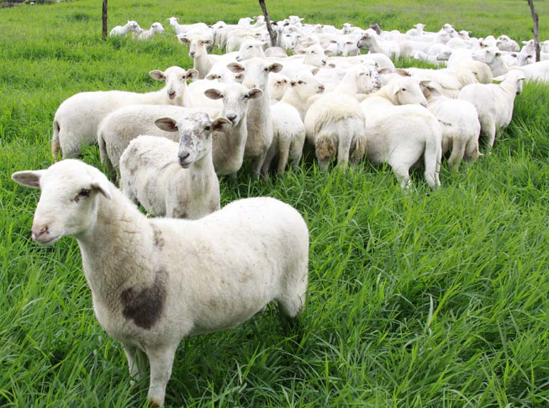 Un día en la vida de los ovinos at emaze Presentation