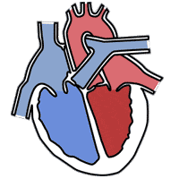 MUSCLE TISSUE on emaze