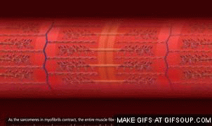 MUSCLE TISSUE at emaze Presentation