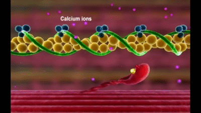 MUSCLE TISSUE on emaze