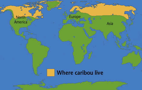 Caribou project. on emaze